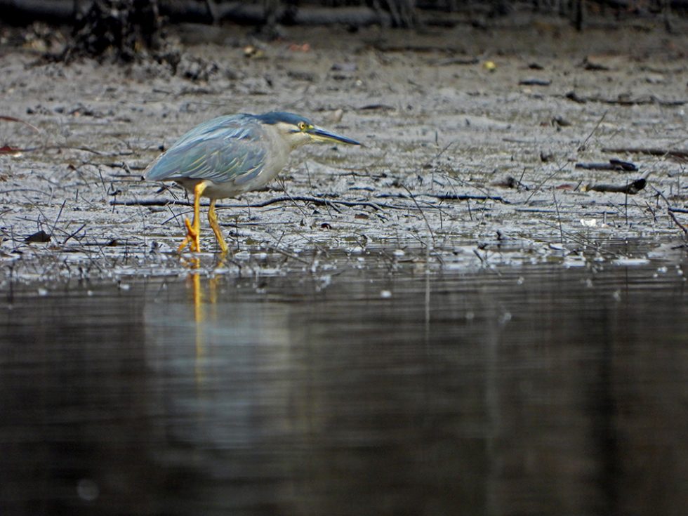 Bird Watching Kayak Tour - Region X - Unspoilt Experiences Bird ...